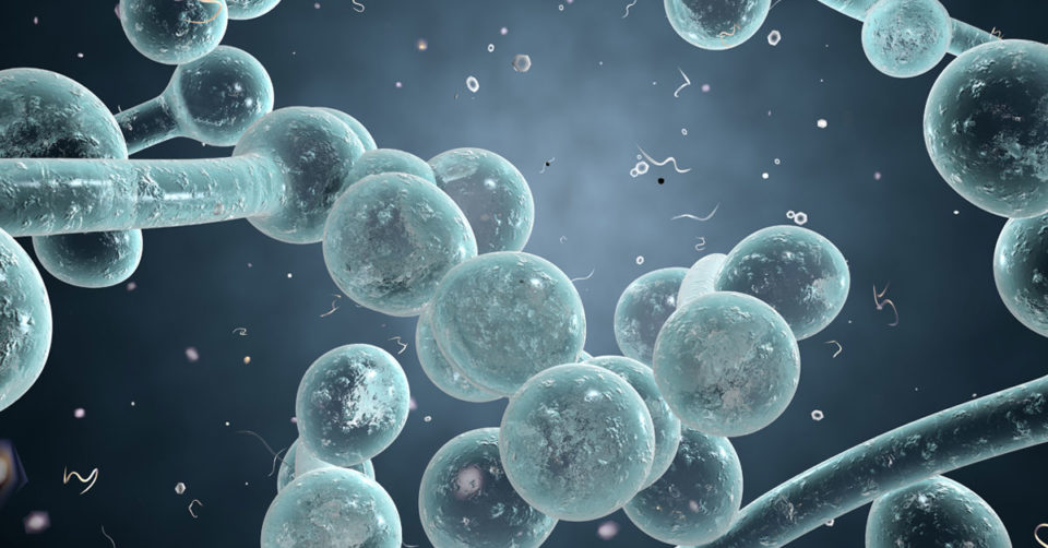 What Is Candida Albicans? – The Candida Diet